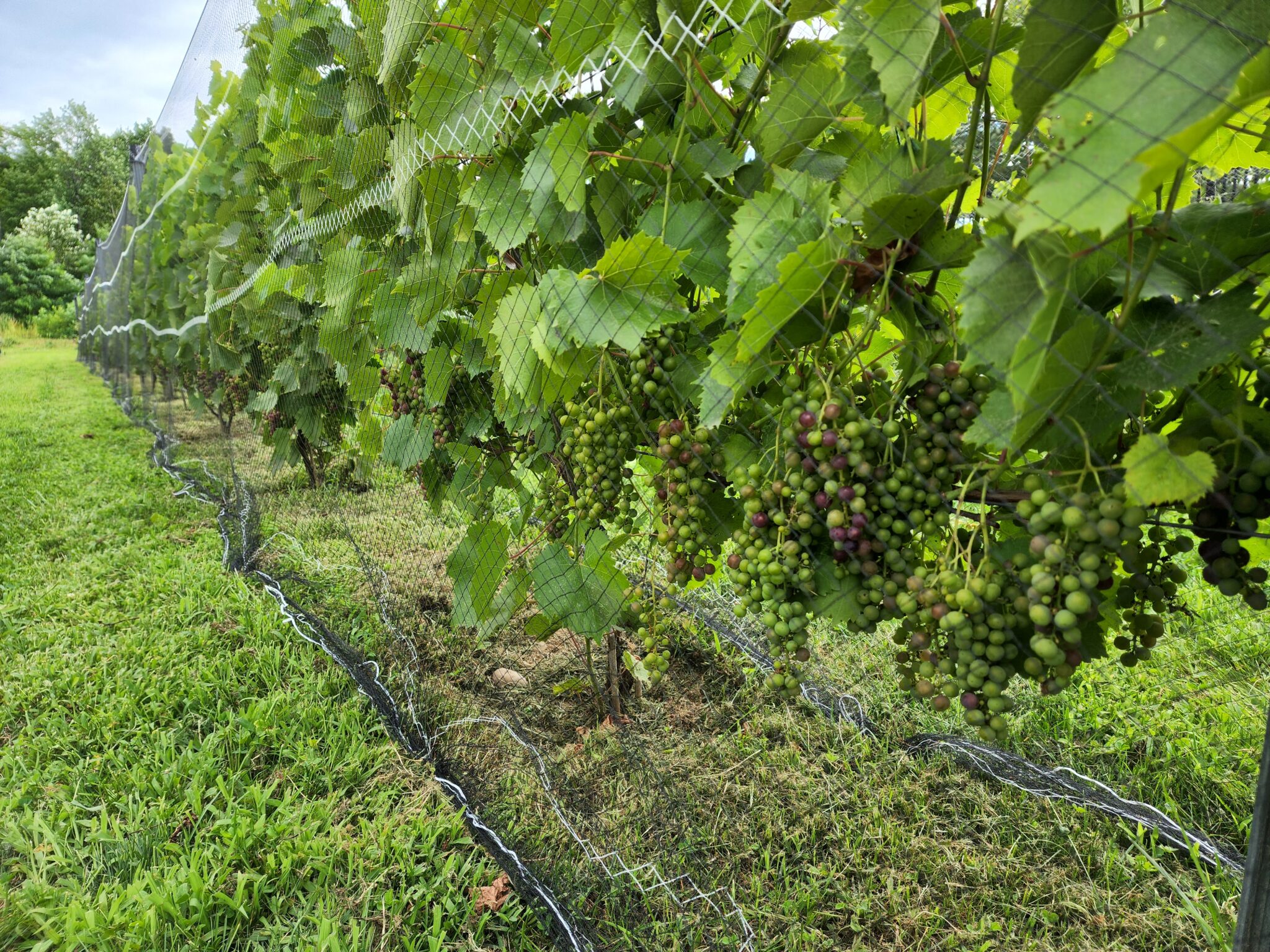 Club Newsletter September 2022 – Seven Birches Winery