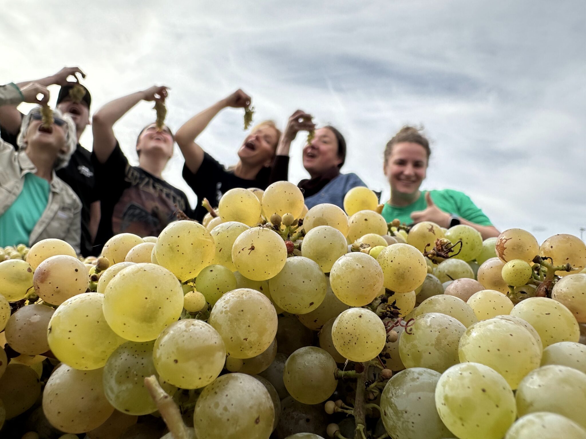 Club Newsletter October 2024 – Seven Birches Winery